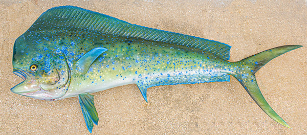 Mahi Mahi 62 Full Mount fiberglass fish Replica - The Fish Mount Store
