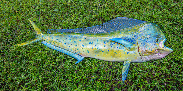 Mahi Mahi 72 Half Mount Fiberglass Fish Replica - The Fish Mount Store