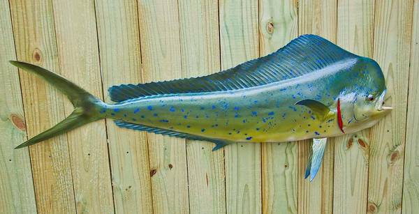 Mahi Mahi 57 inch Full Mount Fiberglass Fish Replica - The Fish Mount Store