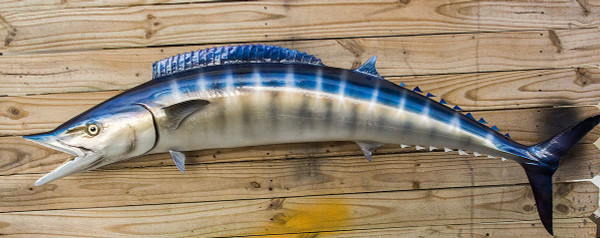 Wahoo 55 inch left Full Mount fiberglass fish replica - The Fish Mount ...