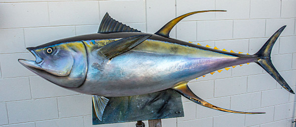Yellowfin Tuna 70 inch full mount fiberglass fish replica - The Fish ...