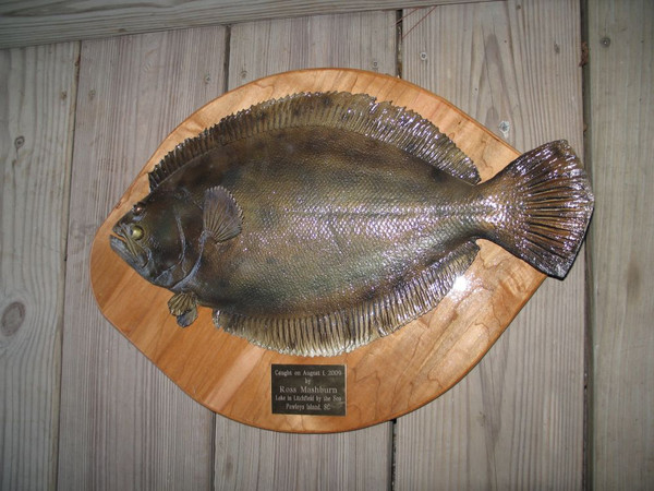 Fluke 25 inch half mount with plaque - The Fish Mount Store