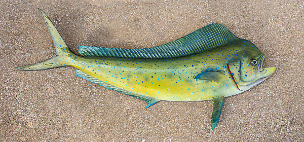 Mahi Mahi 37 inch half mount fiberglass fish replica - The Fish Mount Store