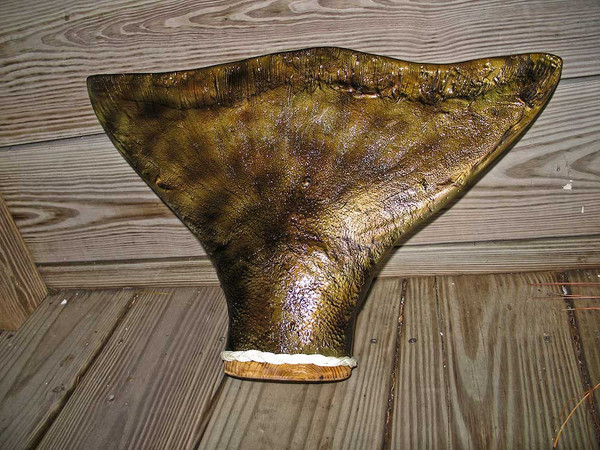 Halibut Tail 20 Full Mount - The Fish Mount Store