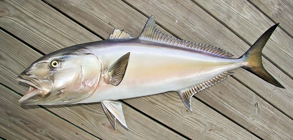 Amberjack 44 inch Full Mount fiberglass fish replica - The Fish Mount Store
