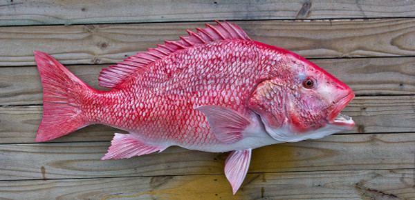 Red Snapper 34 inch Full Mount Fiberglass Fish Replica - The Fish Mount ...