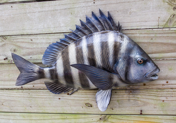 Sheepshead 20 inch half mount replica - The Fish Mount Store