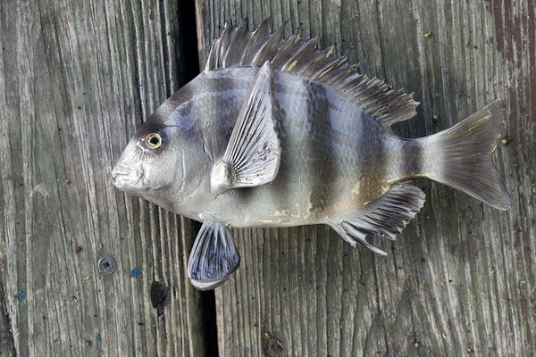 Sheepshead 7 inch full mount replica - The Fish Mount Store
