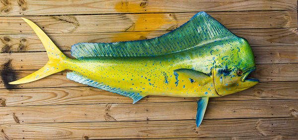 Mahi Mahi 57 half mount fiberglass fish replica - The Fish Mount Store
