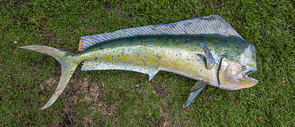 Mahi Mahi 66 full mount fiberglass fish replica - The Fish Mount Store