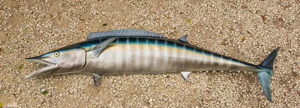 Wahoo 74L inch Full Mount Fiberglass Fish Replica - The Fish Mount Store