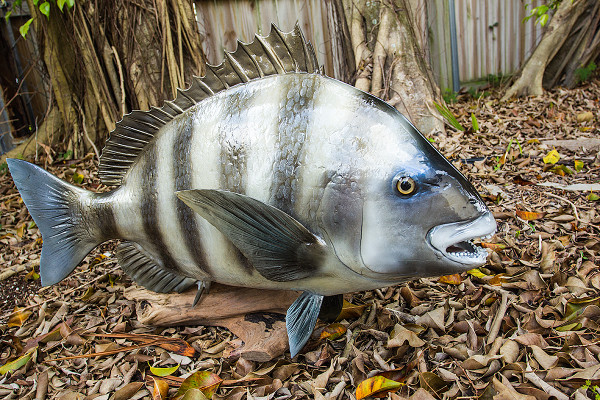 Sheepshead 23 inch full mount fiberglass fish replica - The Fish Mount ...