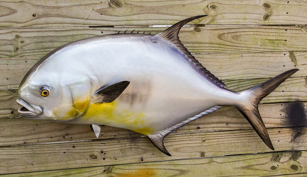 Permit 44 inch full mount fiberglass fish replica - The Fish Mount Store