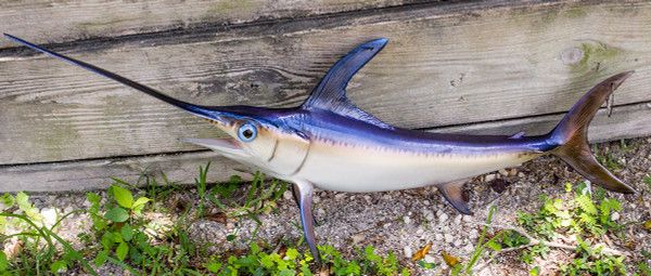 Swordfish 49 fiberglass fish replica - The Fish Mount Store