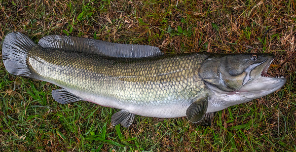 Bowfin 26 inches full mount fiberglass fish replica - The Fish Mount Store