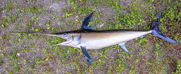 Swordfish 68 fiberglass half mount fish replica - The Fish Mount Store