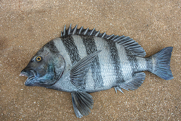 Sheepshead 22 inch half mount fiberglass fish replica - The Fish Mount ...