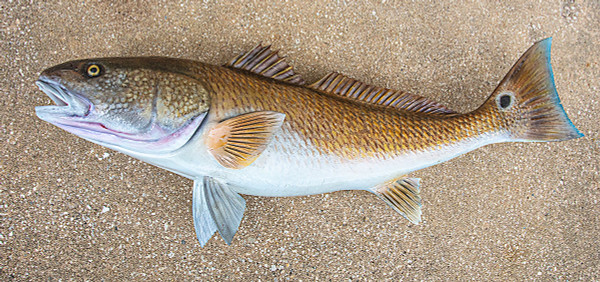 Redfish 30 inch full mount fiberglass fish replica - The Fish Mount Store