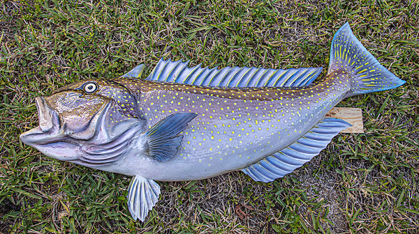 44 Golden Tilefish Full Mount fiberglass fish replica - The Fish Mount ...