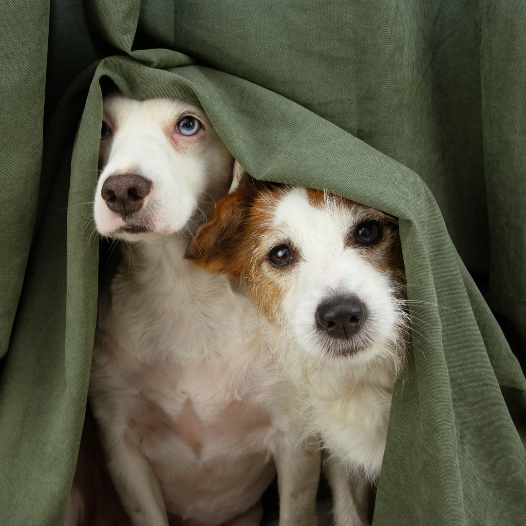 Hurricane Preparedness for Pets: Essential Tips and Checklist ...