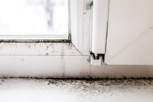 Guide to Preventing & Treating Home Mold Growth | Air Health - Air Health