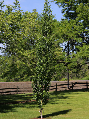 Parkland Pillar Birch - Wedel's Garden Center