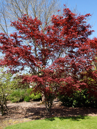 Bloodgood Japanese Maple Tree - Wedel's Garden Center