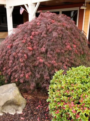 Crimson Queen Japanese Maple Tree - Wedel's Garden Center