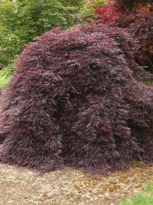 Tamukeyama Japanese Maple Tree - Wedel's Garden Center