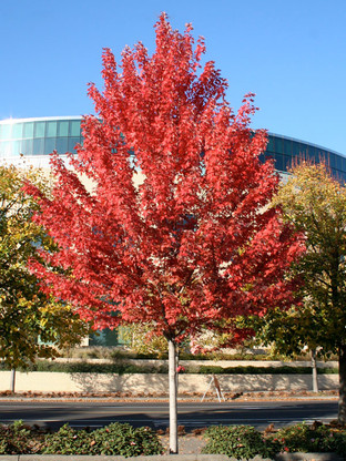 Autumn Blaze Maple Tree - Wedel's Garden Center