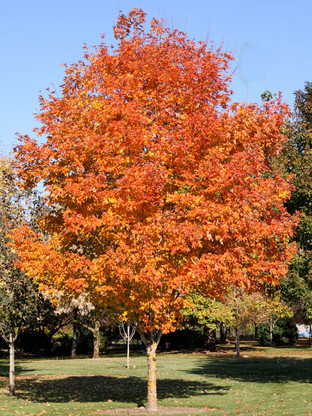 Fall Fiesta (Sugar) Maple Tree - Wedel's Garden Center