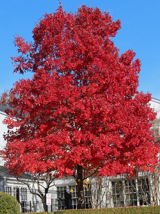October Glory Maple Tree - Wedel's Garden Center