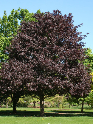 Royal Red Maple Tree - Wedel's Garden Center