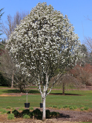 Jack Ornamental Pear Tree - Wedel's Garden Center