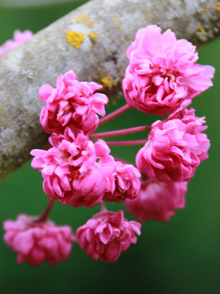 Pink Pom Poms Redbud Tree - Wedel's Garden Center