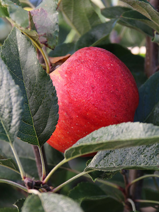 Gala Apple Tree - Wedel's Garden Center