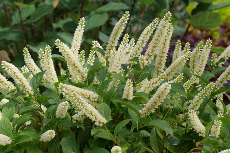 Fizzy Mizzy Itea - Wedel's Garden Center