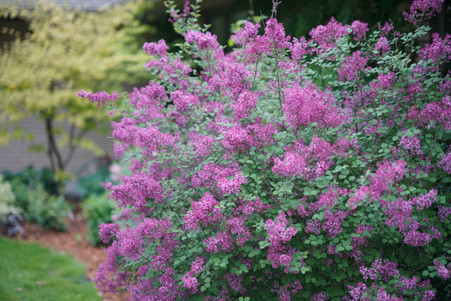 Bloomerang (Dark Purple) Lilac Shrub - Wedel's Garden Center