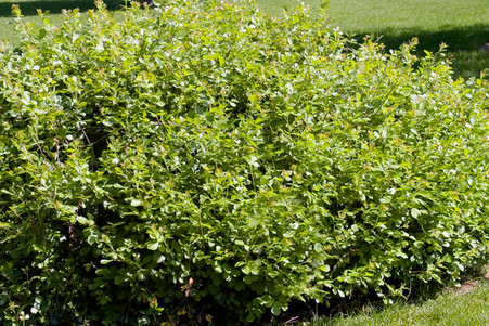 Gro-Lo Sumac Shrub - Wedel's Garden Center