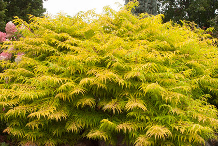 Tiger Eyes Sumac Shrub - Wedel's Garden Center
