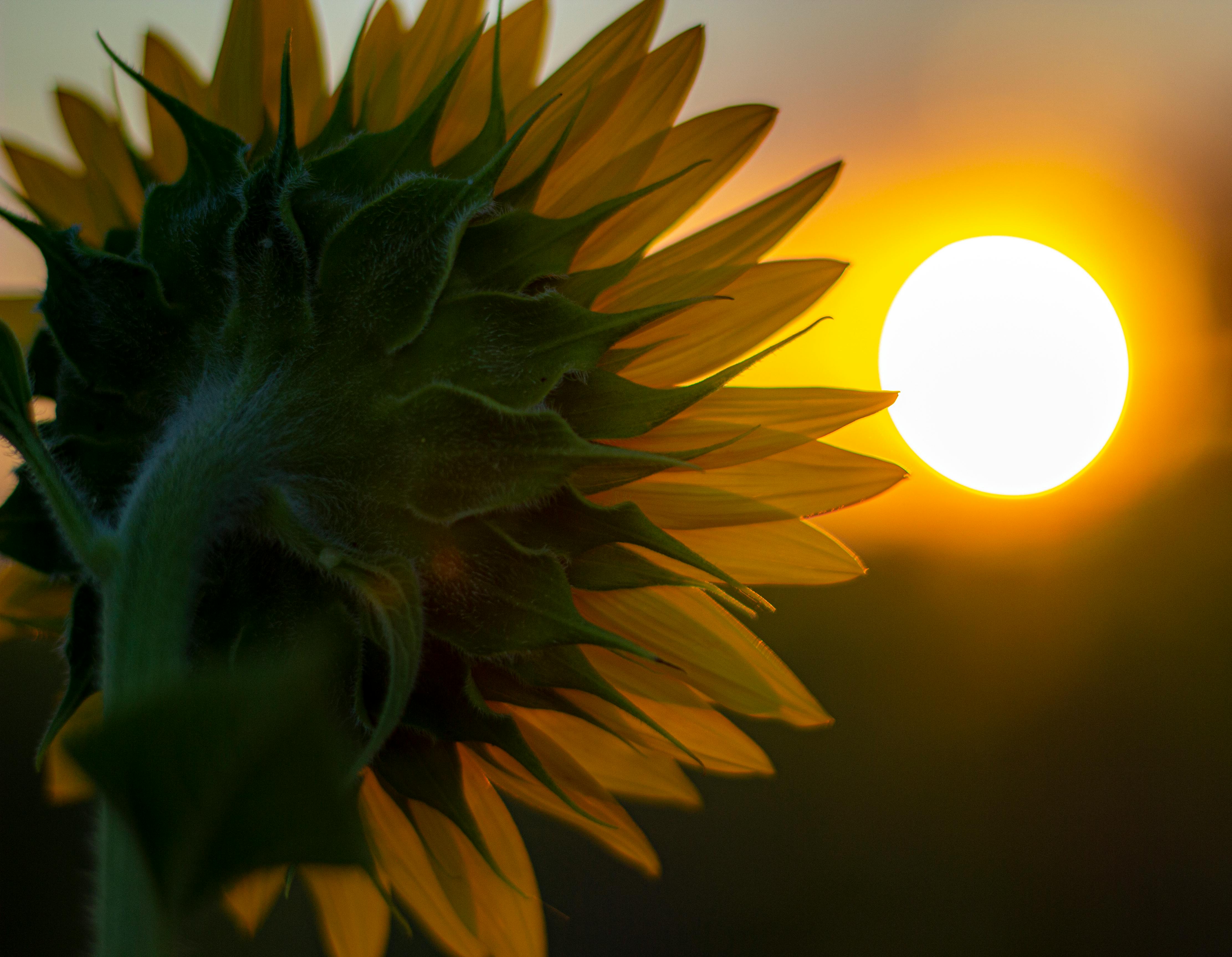 The Radiance of Sunflowers: Fun and Facts - Baskits Inc.