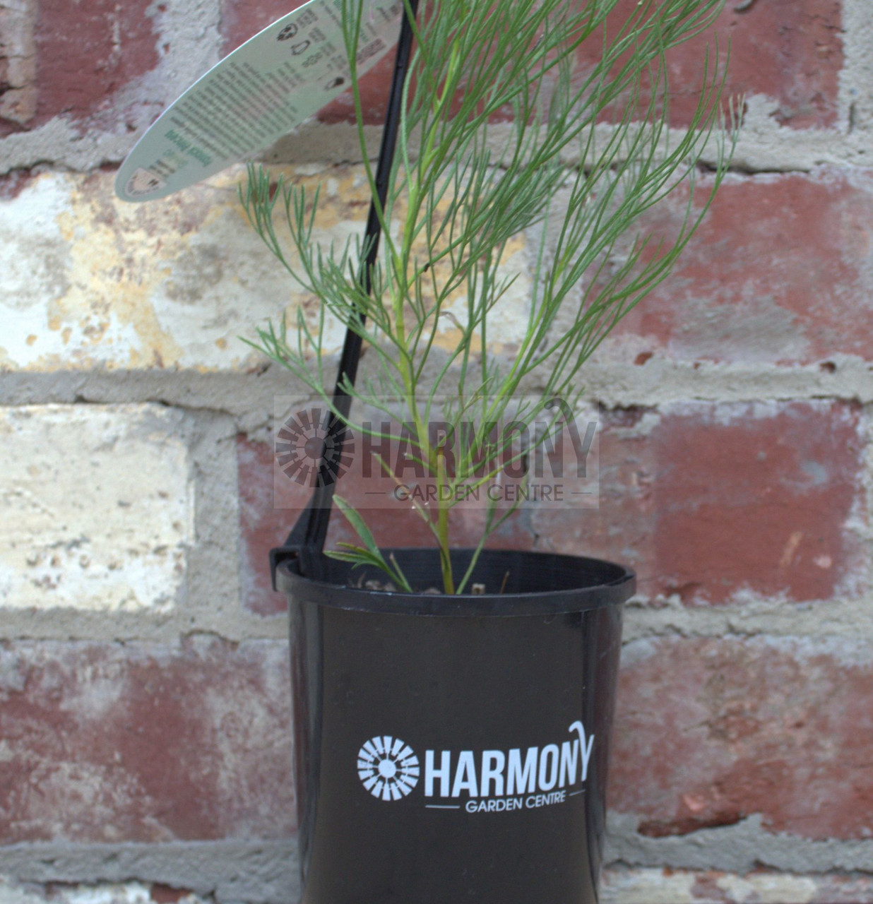 Grevillea 'Panrock Princess' 125 mm - Harmony Garden Centre