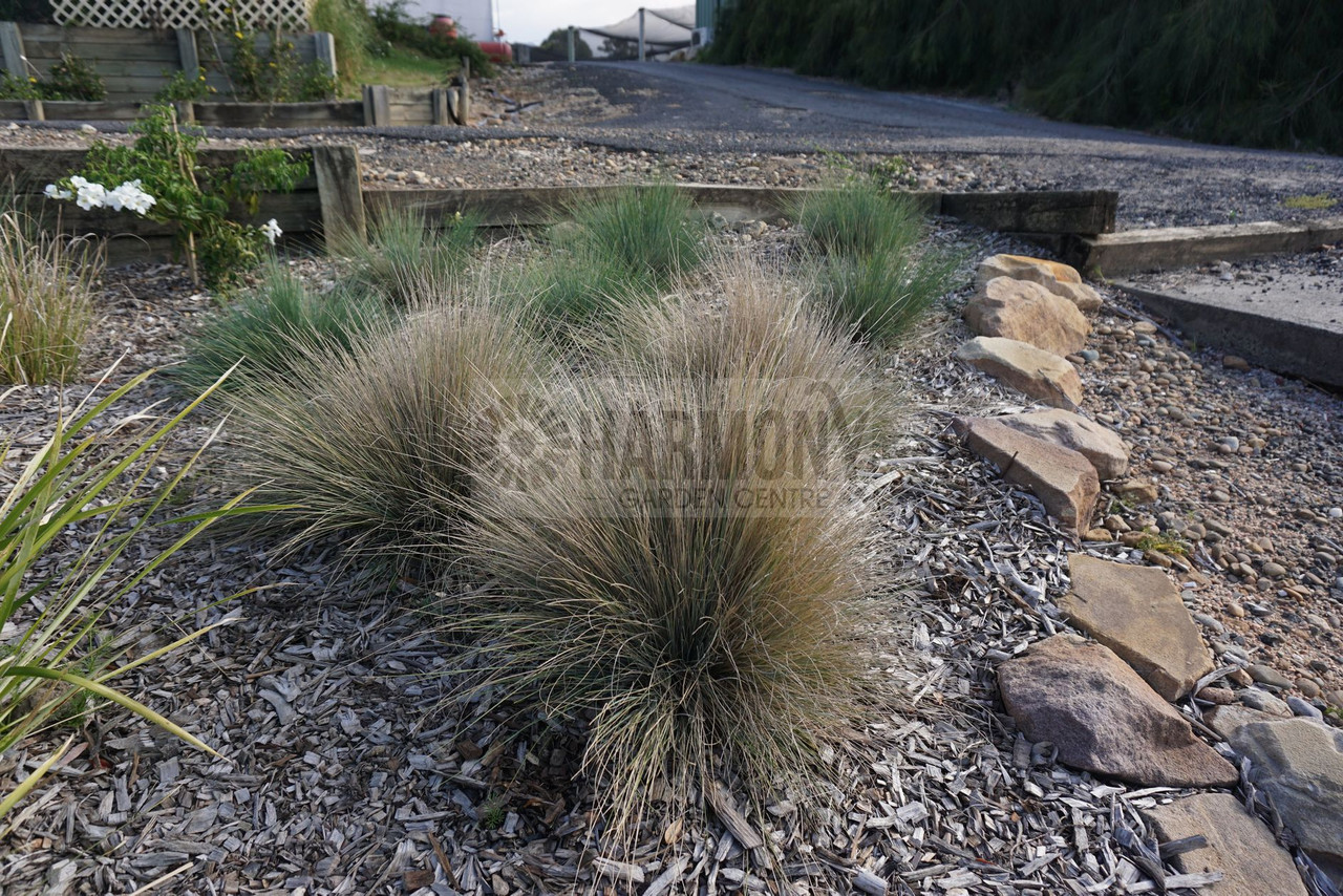 Poa 'Rustic'™ 125 mm - Harmony Garden Centre