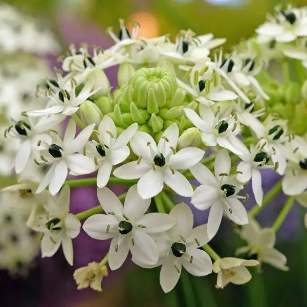 Ornithogalum 'Arab's Eye' 4Pk Packet - Harmony Garden Centre