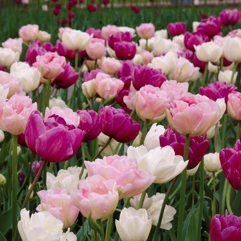 Tulip -Romantic Blend Tulipa S Bulb - Harmony Garden Centre