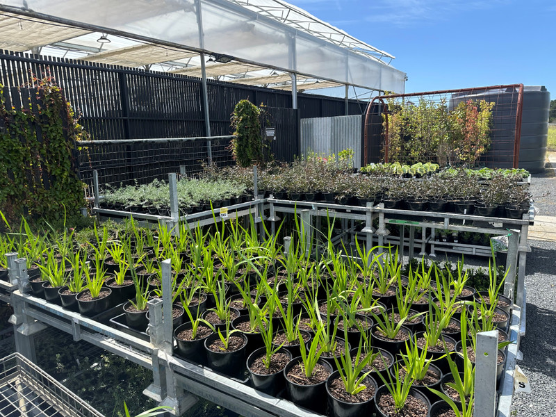 Summer Sun Lovers - Harmony Garden Centre