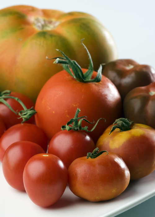 Growing Tomatoes in Tasmania - Harmony Garden Centre