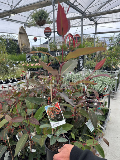 Corymbia ficifolia 140 mm - Harmony Garden Centre