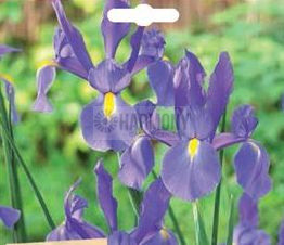 Dutch Iris 'Blue Magic' 4pk - Harmony Garden Centre