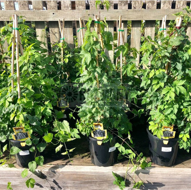 Humulus lupulus 'Cascade' 200 mm - Harmony Garden Centre